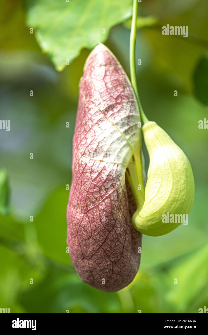 Developing Brazilian Dutchman's Pipe or Giant Pelican Flower ...