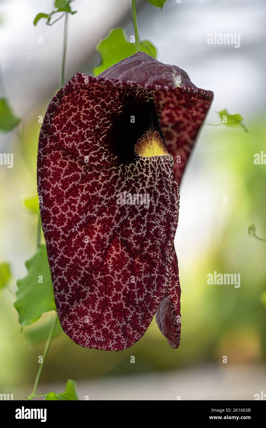 Brazilian Dutchman's Pipe or Giant Pelican Flower (Aristolochia ...