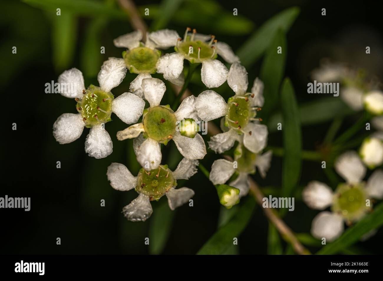 Flowers of Baeckea (Baeckea virgata) Plant Stock Photo - Alamy