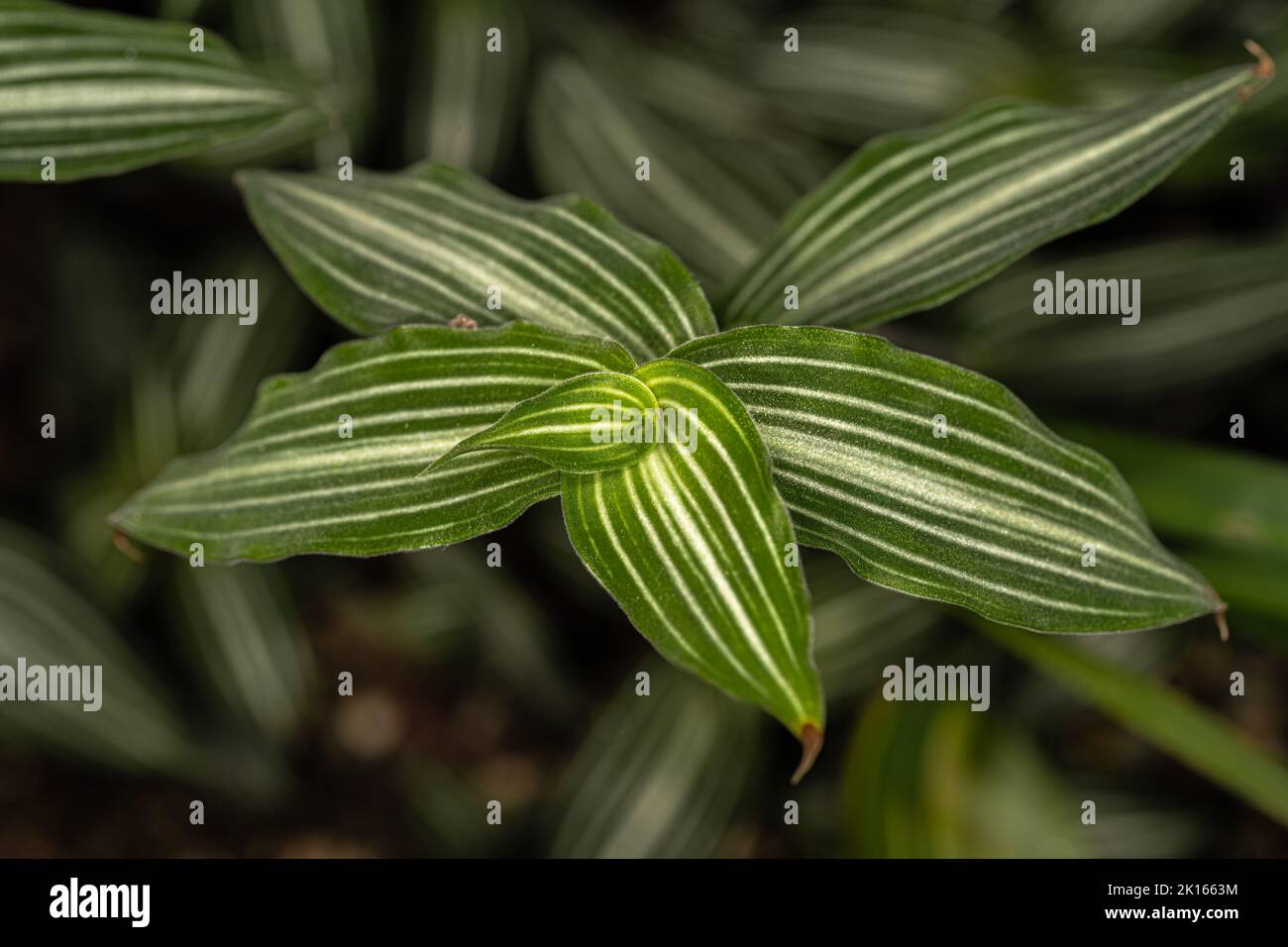 Leaves of a Striped Inchplant (Callisia elegans Stock Photo - Alamy