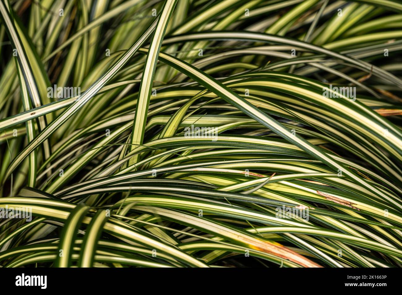 Leaves of Japanese Sedge (Carex hachijoensis ‘Evergold’ Stock Photo - Alamy