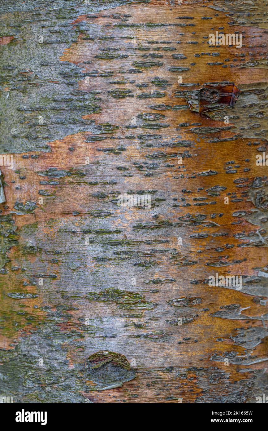 Septentrionalis birch hi-res stock photography and images - Alamy