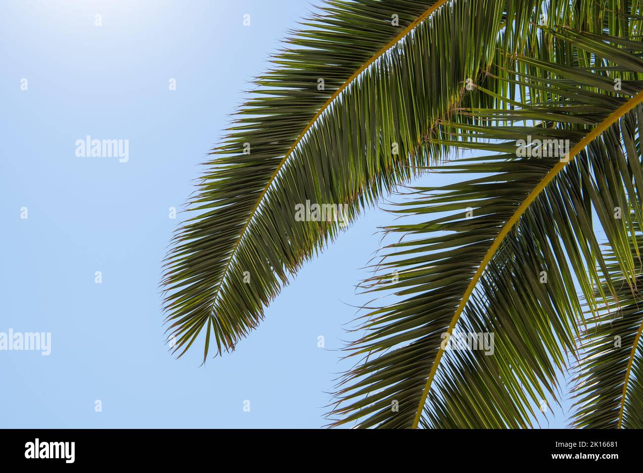 A low angle shot of a palm tree with green leaves Stock Photo - Alamy