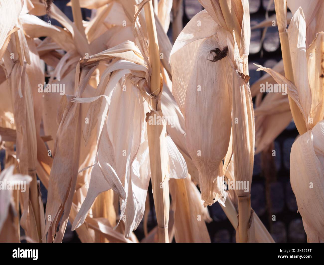 Farm Field of Corn in Fall Stock Photo - Alamy