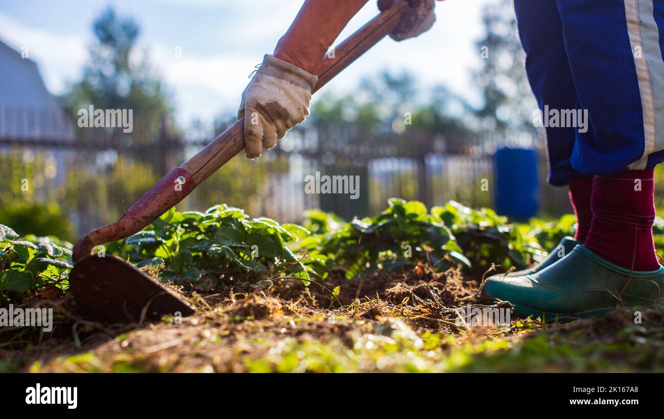 Farmer cultivating land in the garden with hand tools. Soil loosening ...