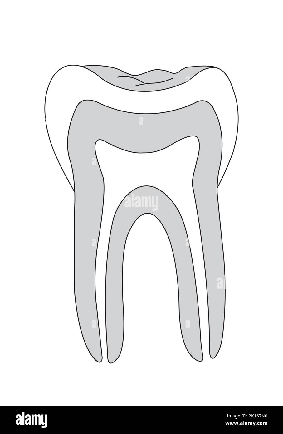 Scientific Designing Of The Tooth Anatomy Colorful Symbols Vector Illustration Stock Vector