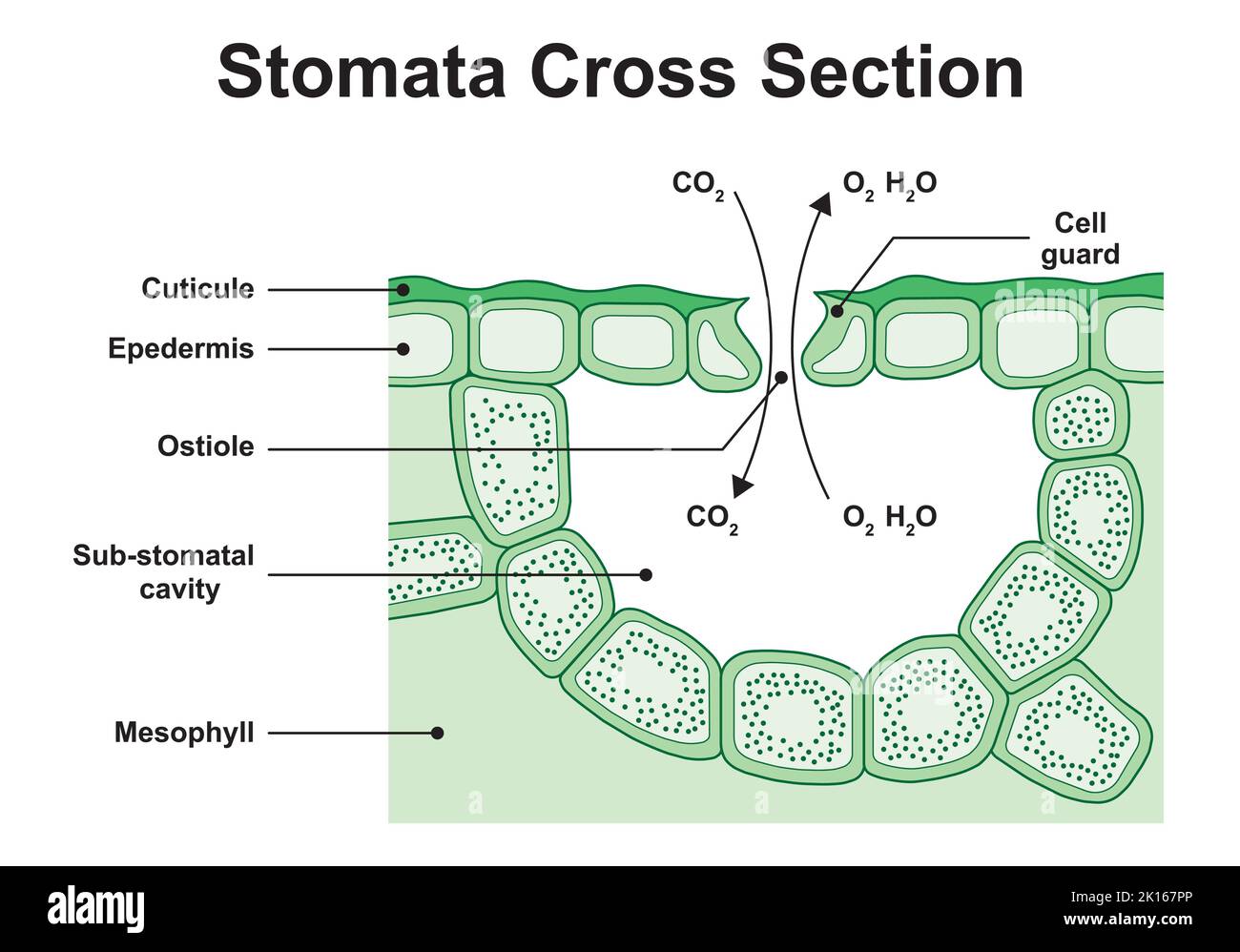 Plant guard cells illustration Cut Out Stock Images & Pictures - Alamy