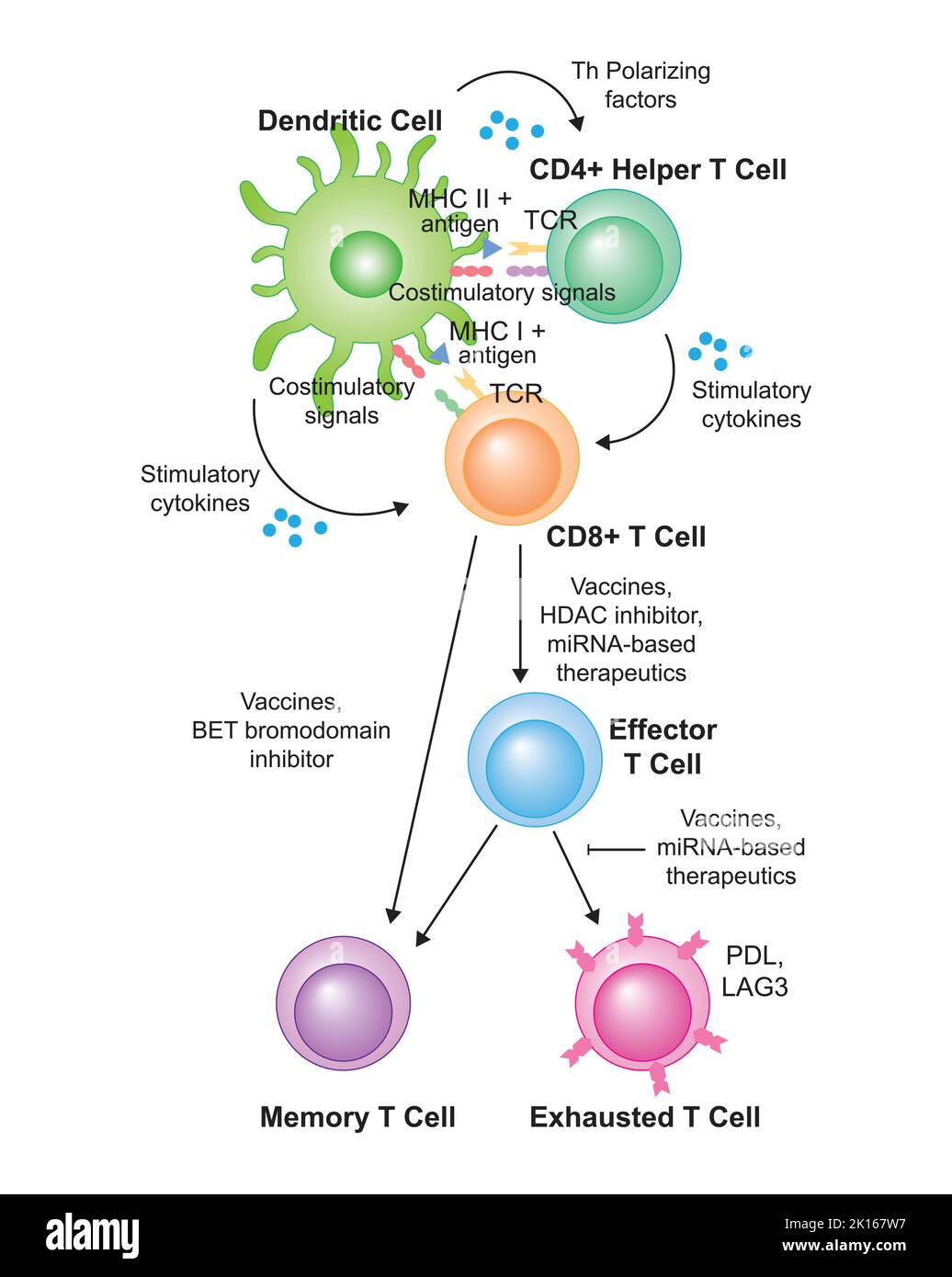 Scientific Designing Of T Cell Activation And Differentiation Colorful Symbols Vector