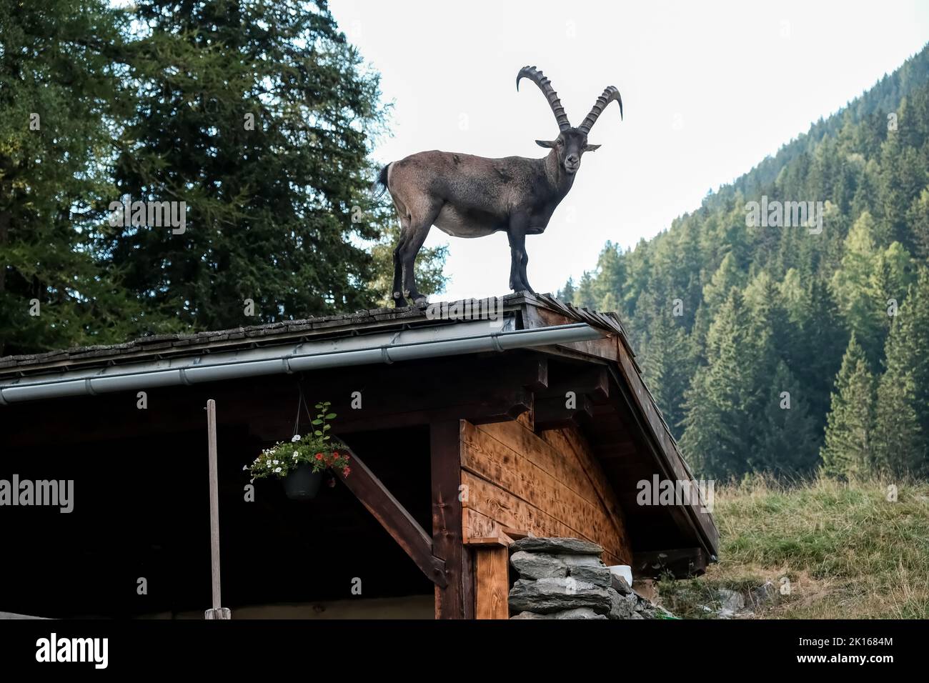 Alpine ibex, capra, resting bucolic on the roofs of alpine huts ...
