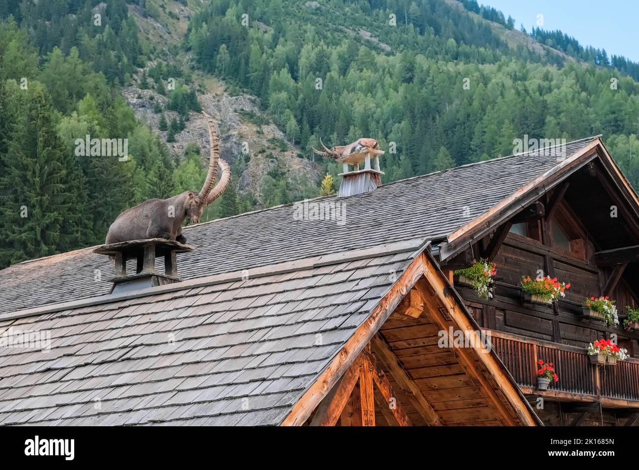 Alpine ibex, capra, resting bucolic on the roofs of alpine huts ...
