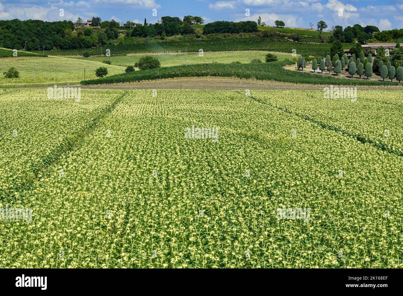 Tuscany countryside sunflowers hi-res stock photography and images - Alamy