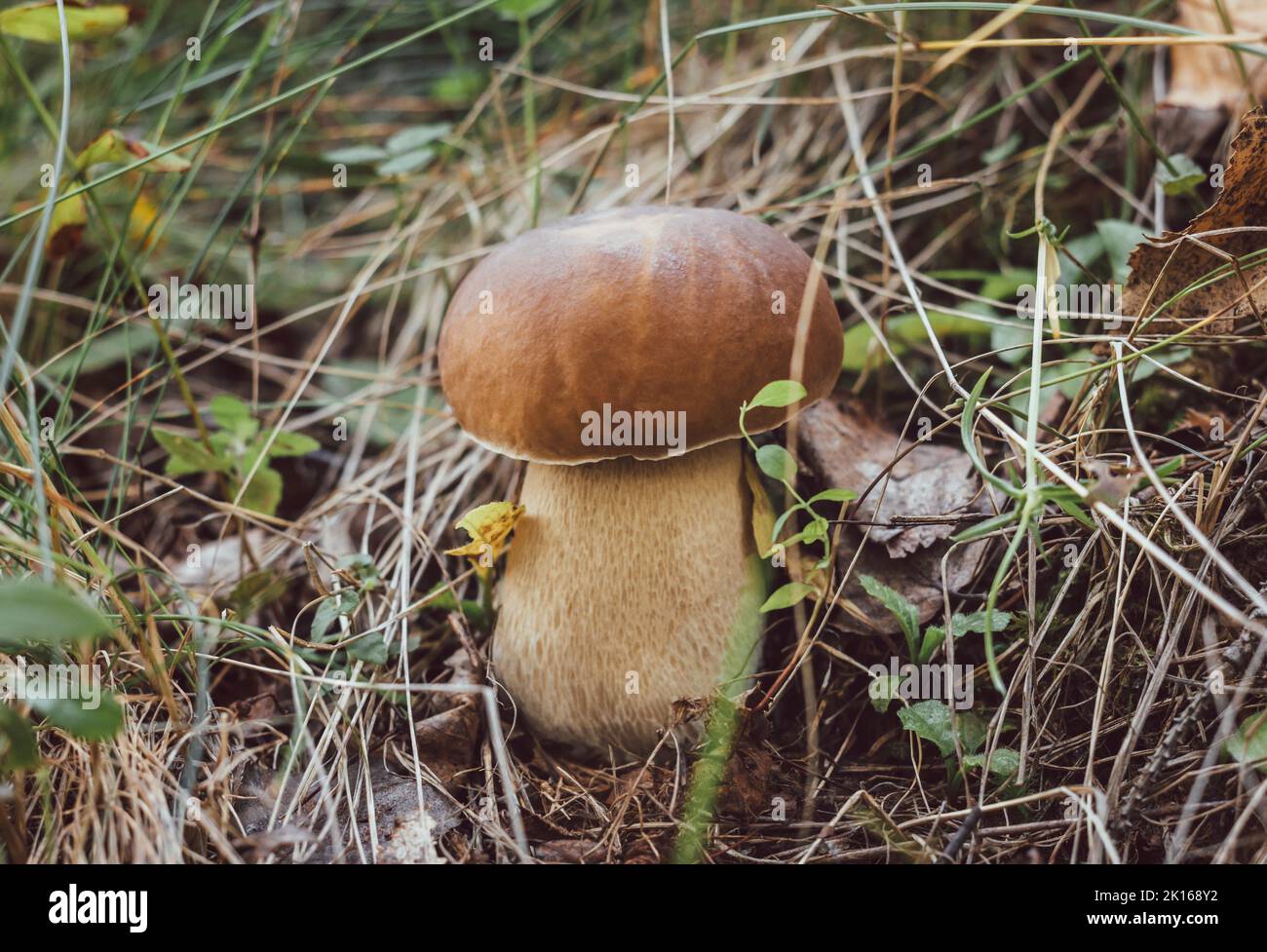 Porcini edible mushroom in the grass in the forest close up. Edible ...