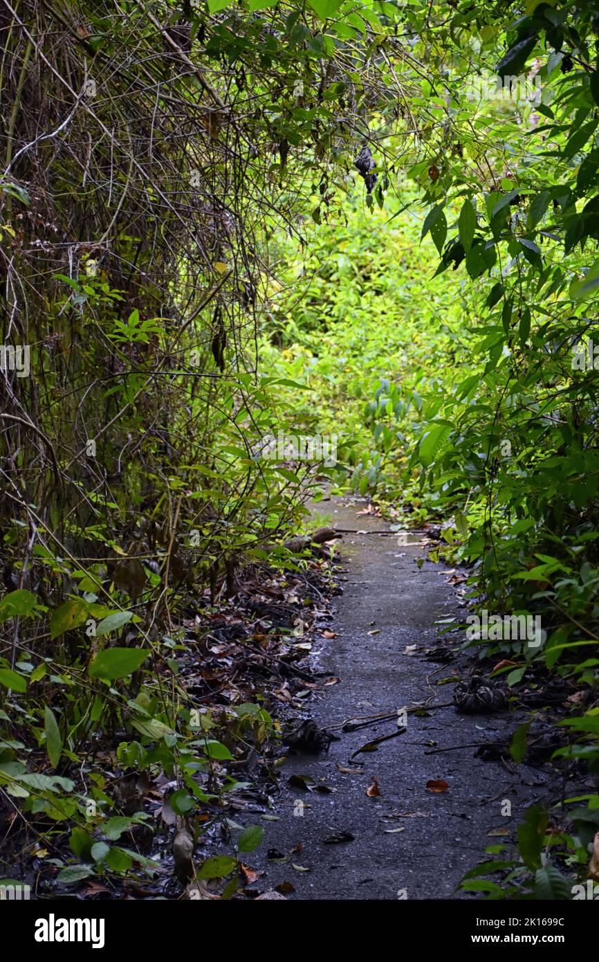 El Miro Ruins, hiking trail views, abandoned mansion, declared ...
