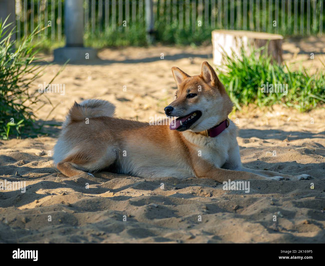 Shiba Inu plays on the dog playground in the park. Cute dog of shiba ...