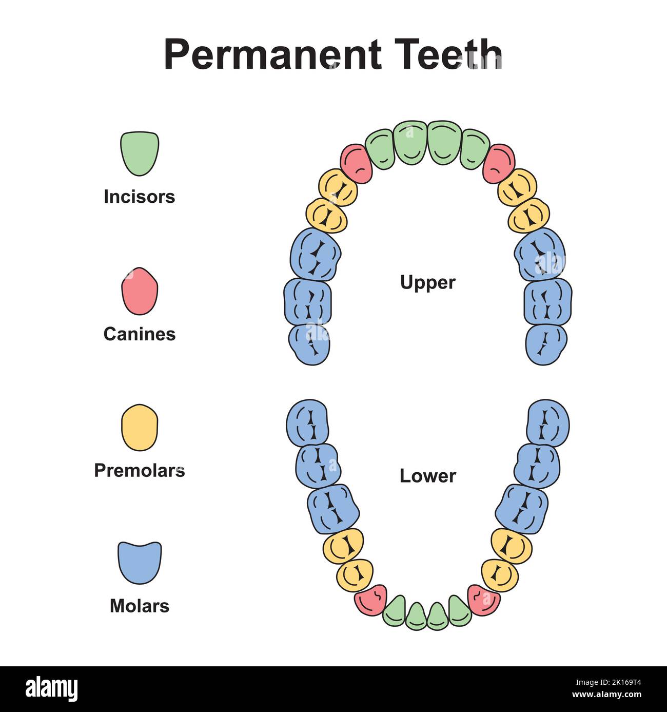 Scientific Designing of Human Permanent Teeth. Dental Jaw And Tooth ... Scientific Designing of Human Permanent Teeth. Dental Jaw And Tooth ...