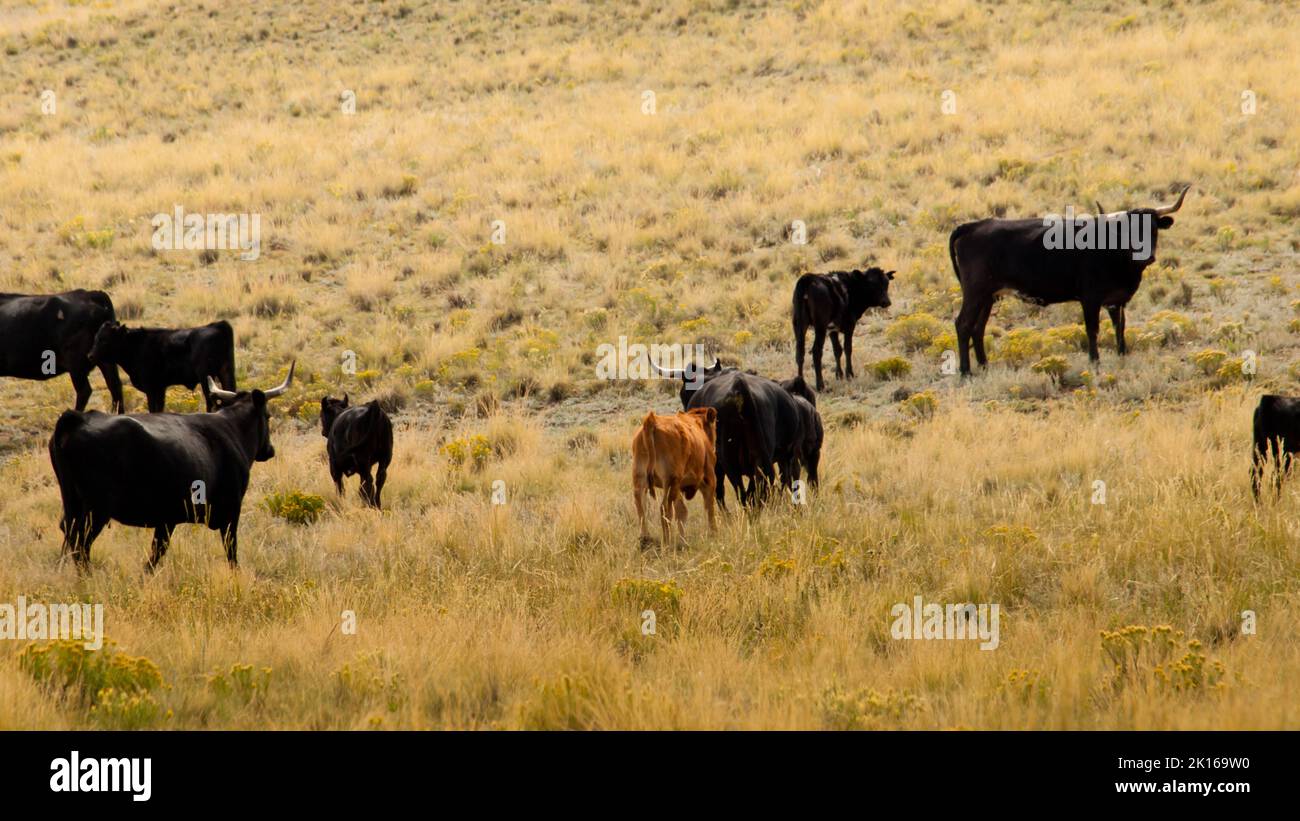 Open range cattle Stock Photo - Alamy