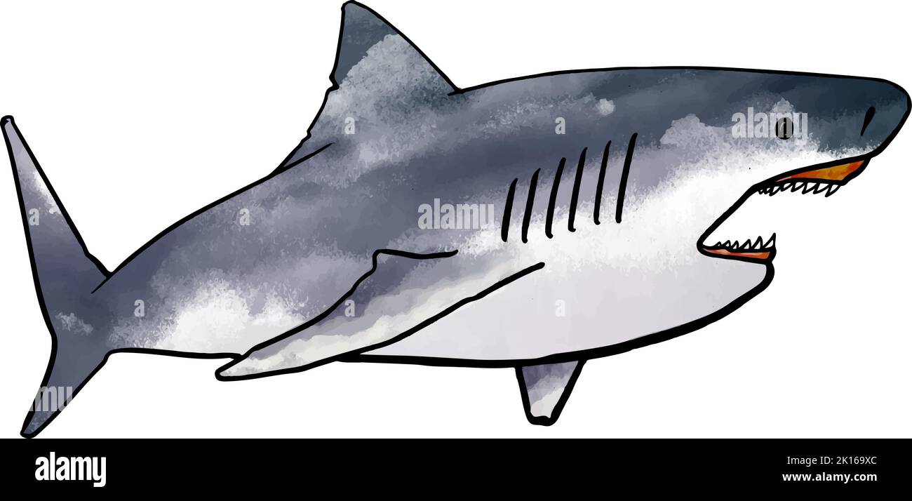 Hand drawn watercolor style shark vector illustration Stock Vector ...