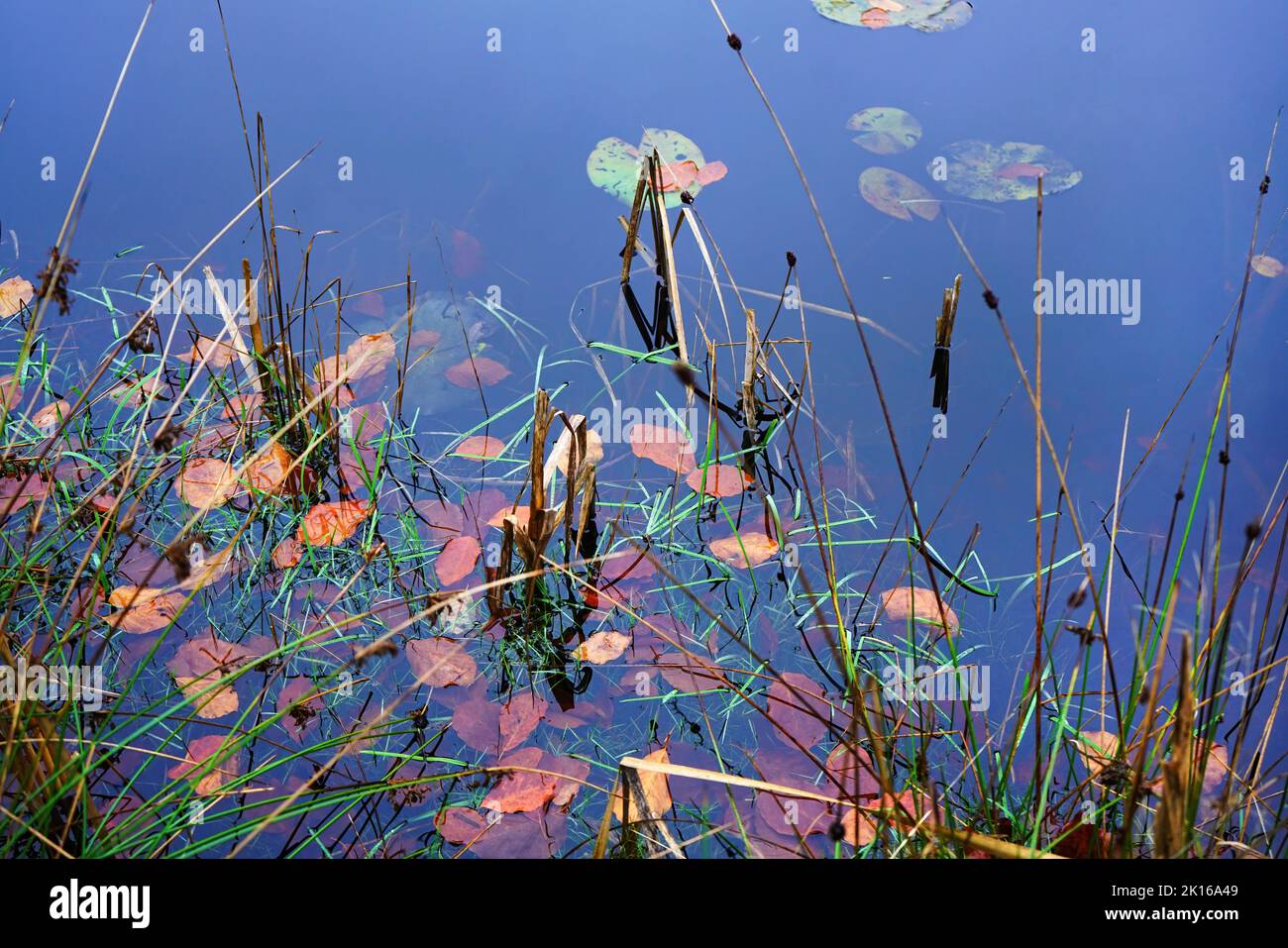 Grasses for ponds hi-res stock photography and images - Alamy