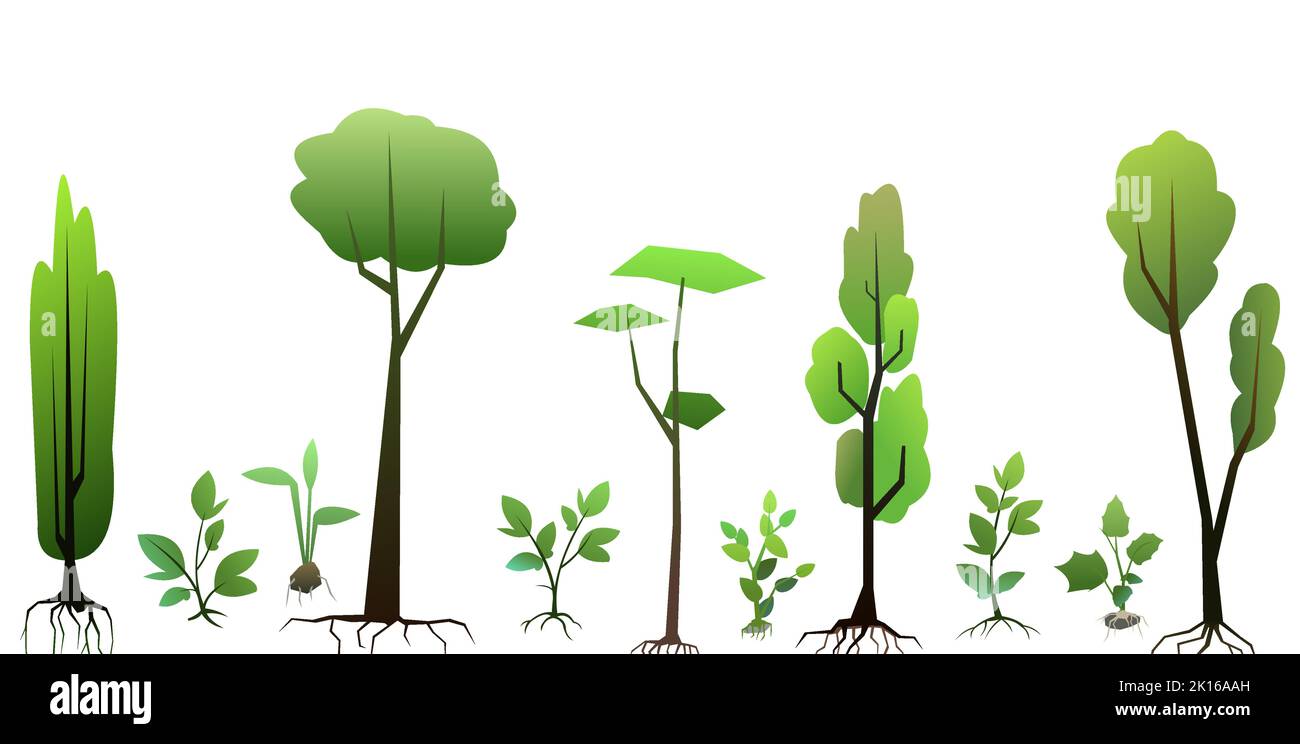 Seedlings of young trees with roots. Set of Garden plants. Fruit ...