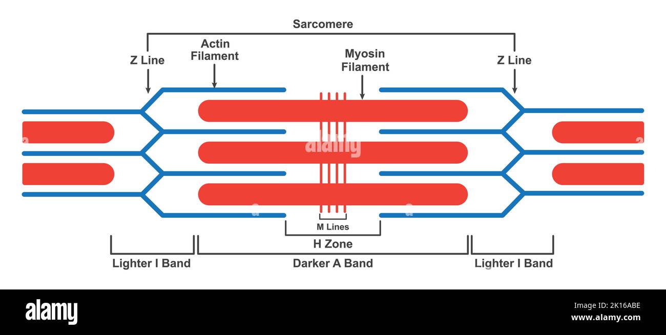 Scientific Designing of Sarcomere. Muscular Sarcomere Illustration ...