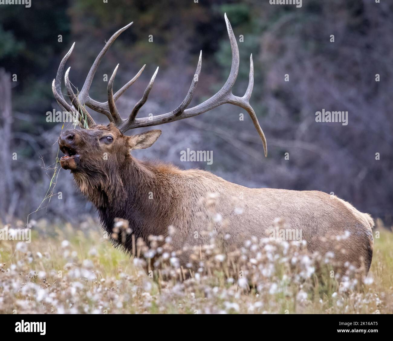 Bull elk (cervus canadensis) bugling during the fall rut breeding ...