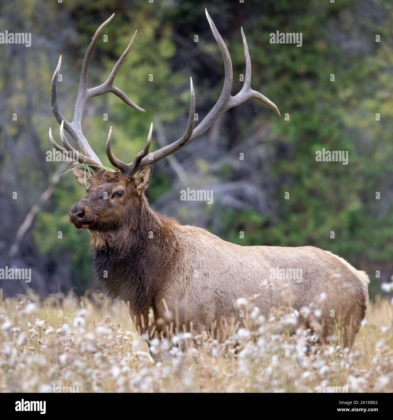 Bull elk (cervus canadensis) standing broadside while observing his ...