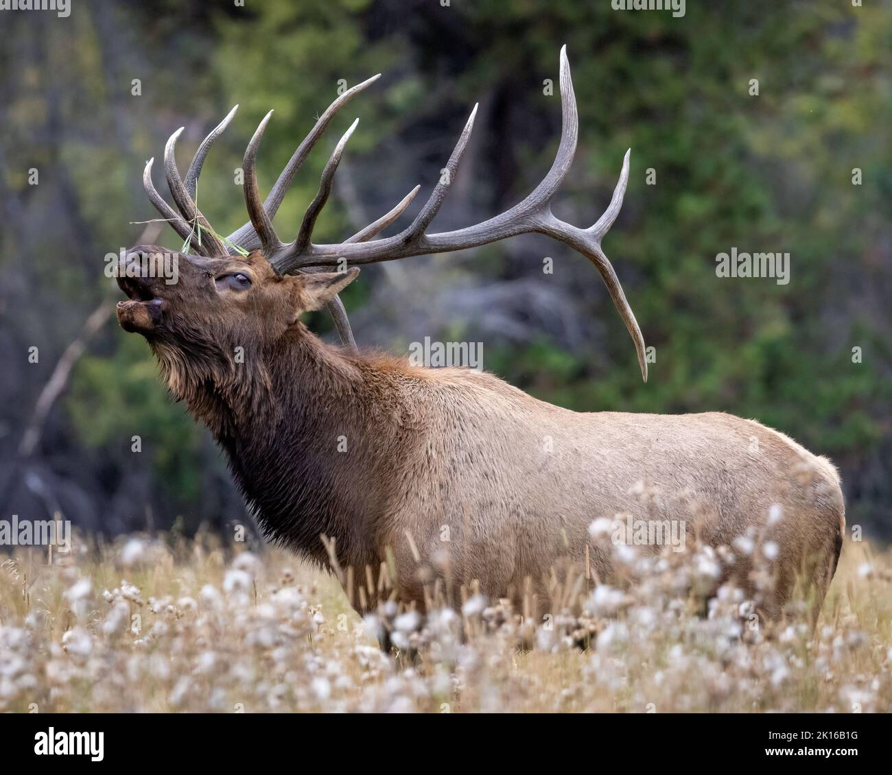 Huge Bull Elk Bugling