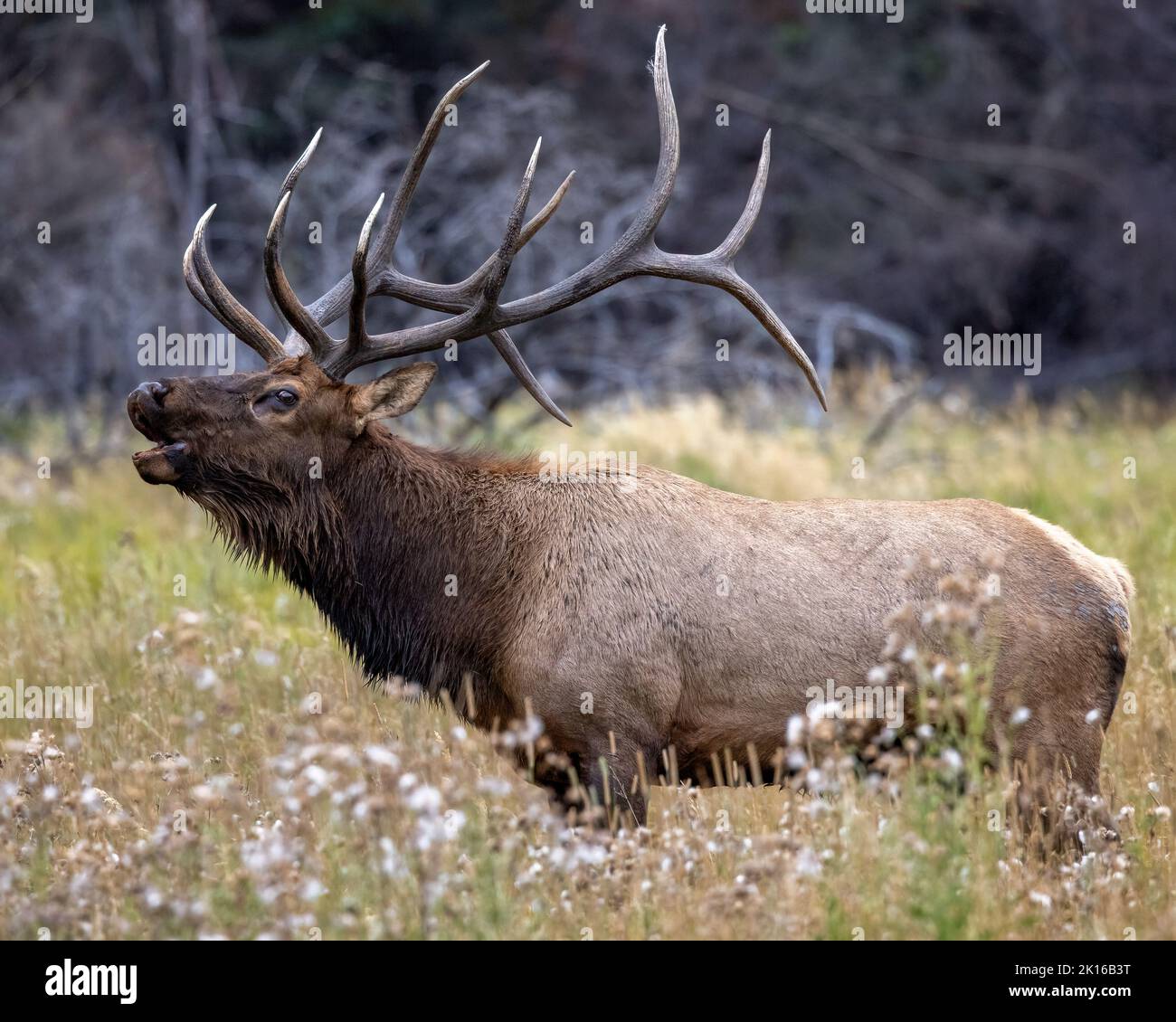 Bull elk (cervus canadensis) bugling during the fall rut breeding ...