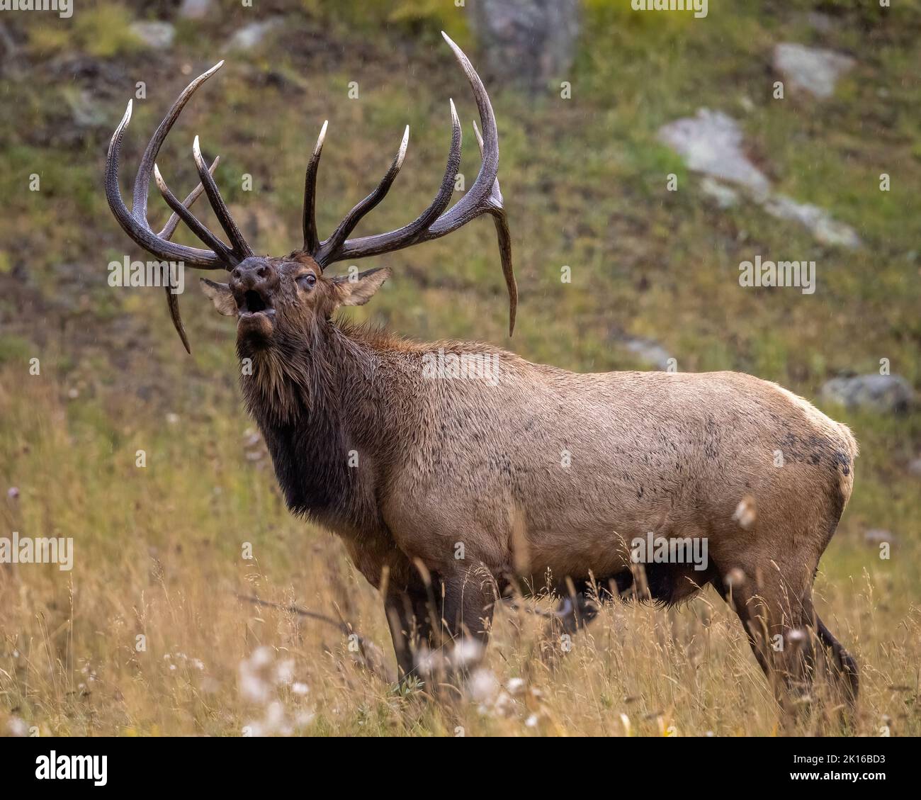Bull elk (cervus canadensis) bugling during the fall rut breeding ...