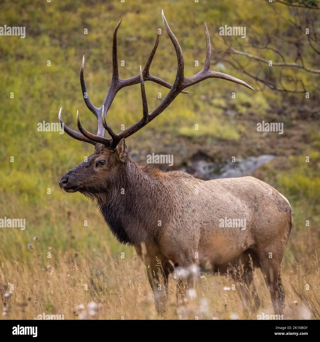Bull elk (cervus canadensis) standing broadside while observing his ...