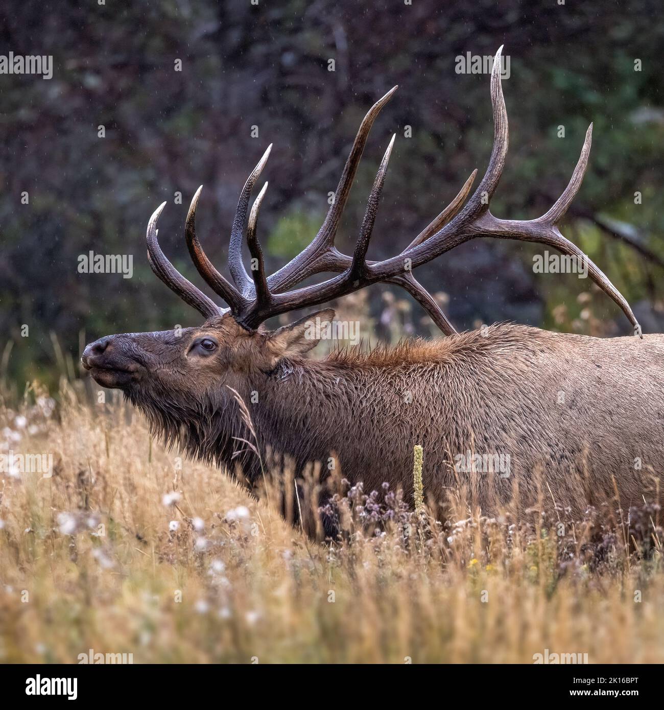 Bull elk (cervus canadensis) walking through tall grass on rainy ...
