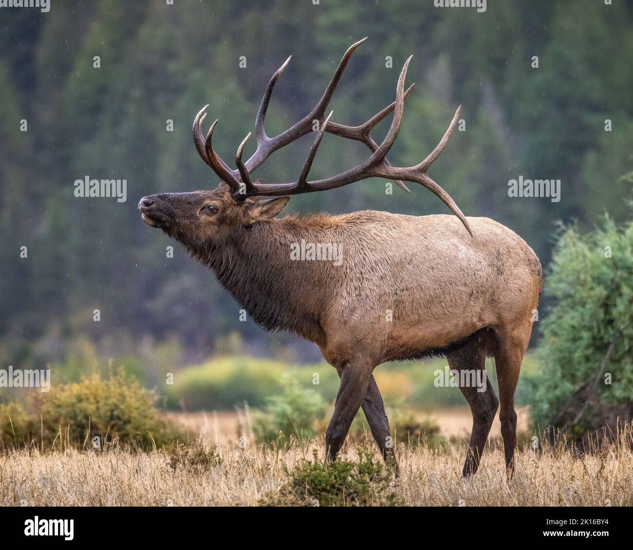 Bull elk (cervus canadensis) standing broadside while observing his ...