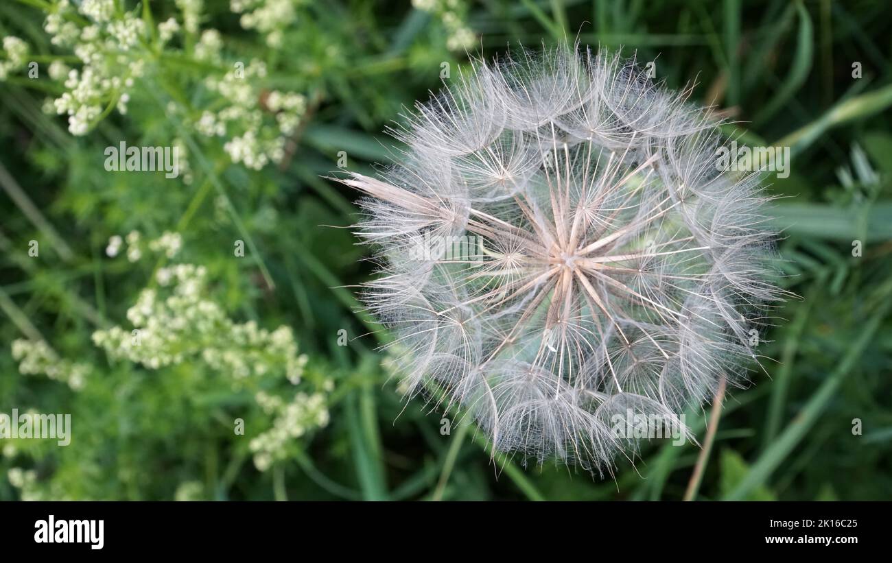 Beautiful, great dandelion seeds head close-up view on green meadow ...