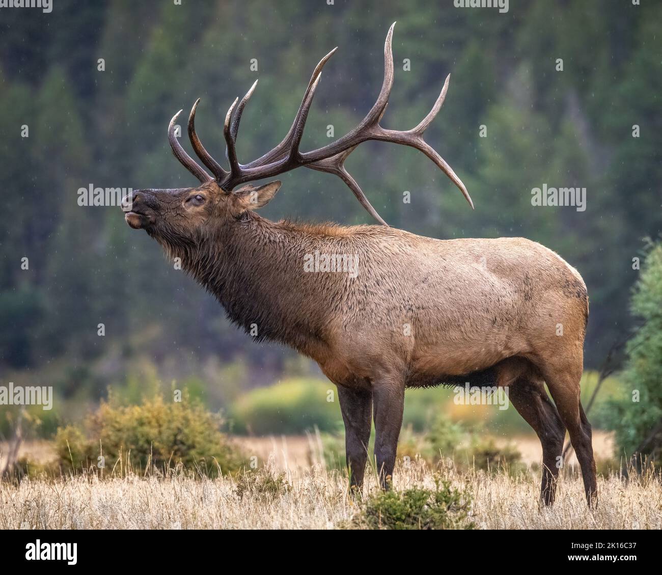 Bull elk (cervus canadensis) bugling during the fall rut breeding ...