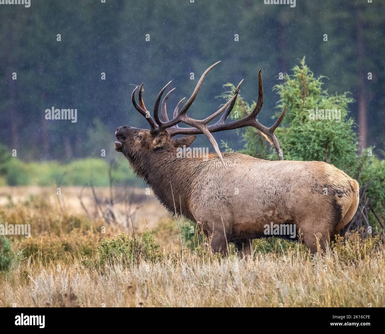 Close up of bull elk (cervus canadensis) bugling during the fall rut ...