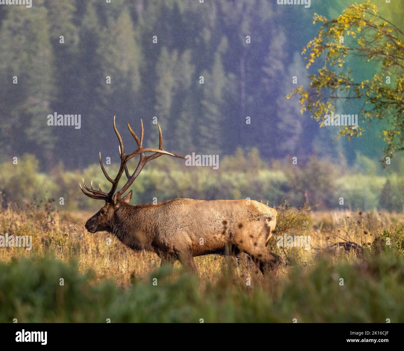 Bull elk (cervus canadensis) walking broadside through meadow with ...