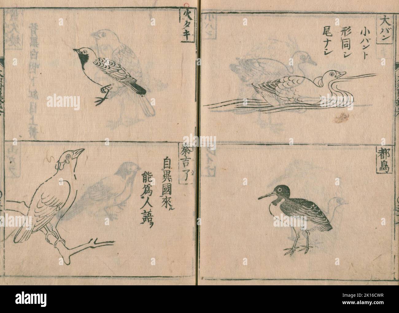 Inside page of "Yamato honzō", editor Kaibara Atsunobu (known as Kaibara Ekiken or Ekken), (1630 ...
