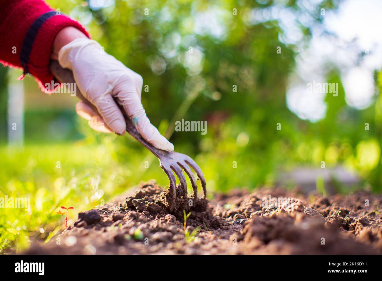 Cultivation of land in the garden with hand tools. Soil loosening ...