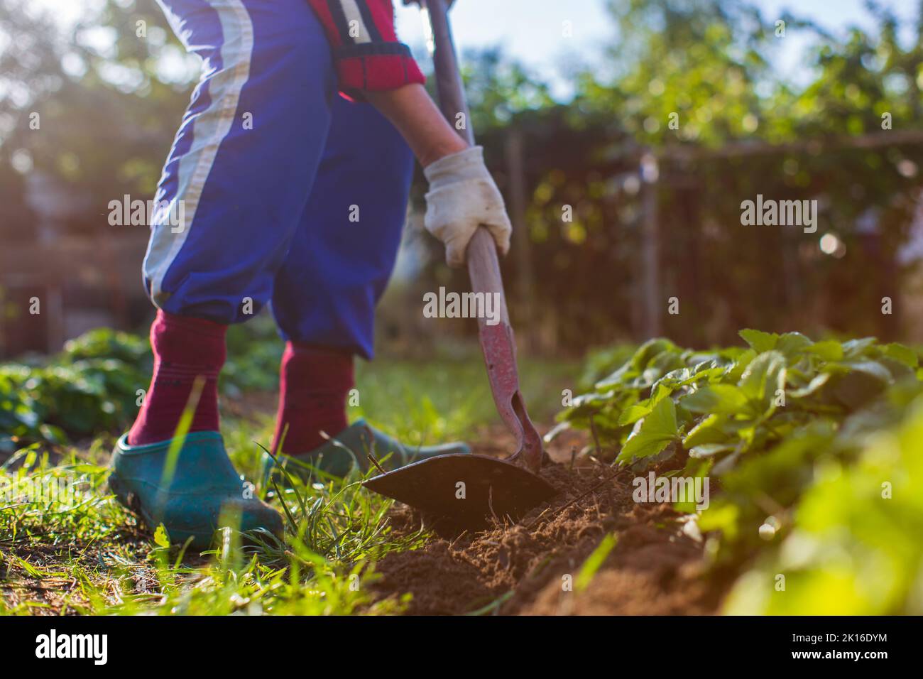 Farmer cultivating land in the garden with hand tools. Soil loosening ...