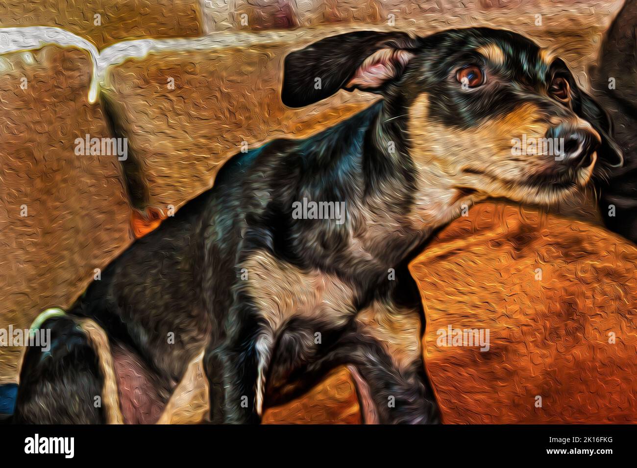 Cute little mutt dog standing on couch from a house in São Manuel. A ...