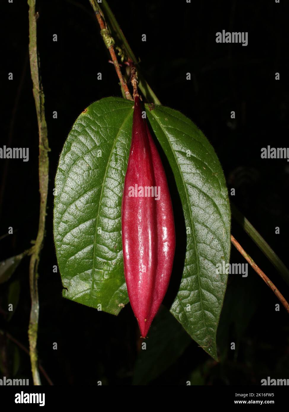 Passiflora costaricensis hi-res stock photography and images - Alamy