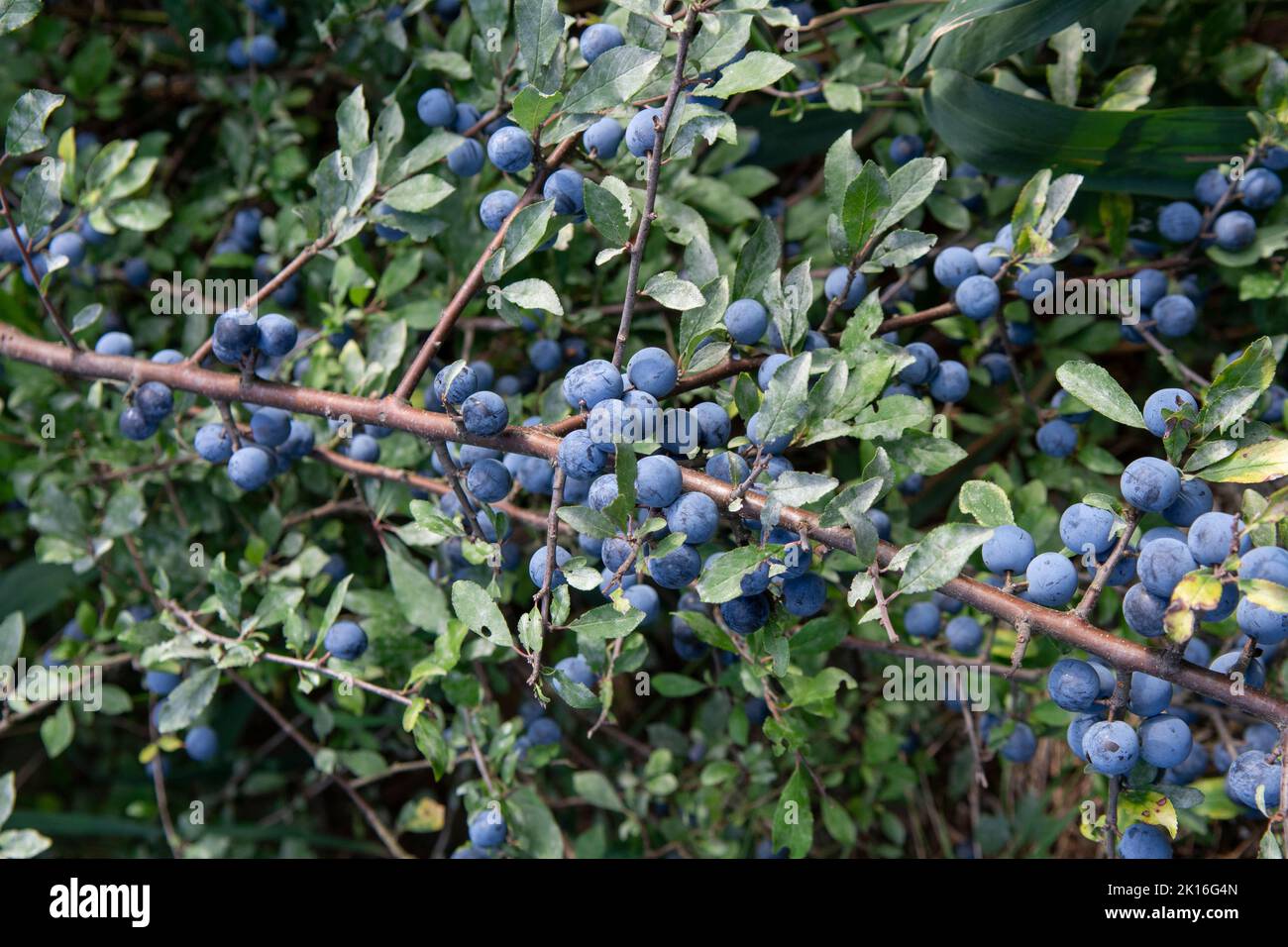 Prunus spinosa berries in the summer. Blackthorn or Sloe bluish fruits ...