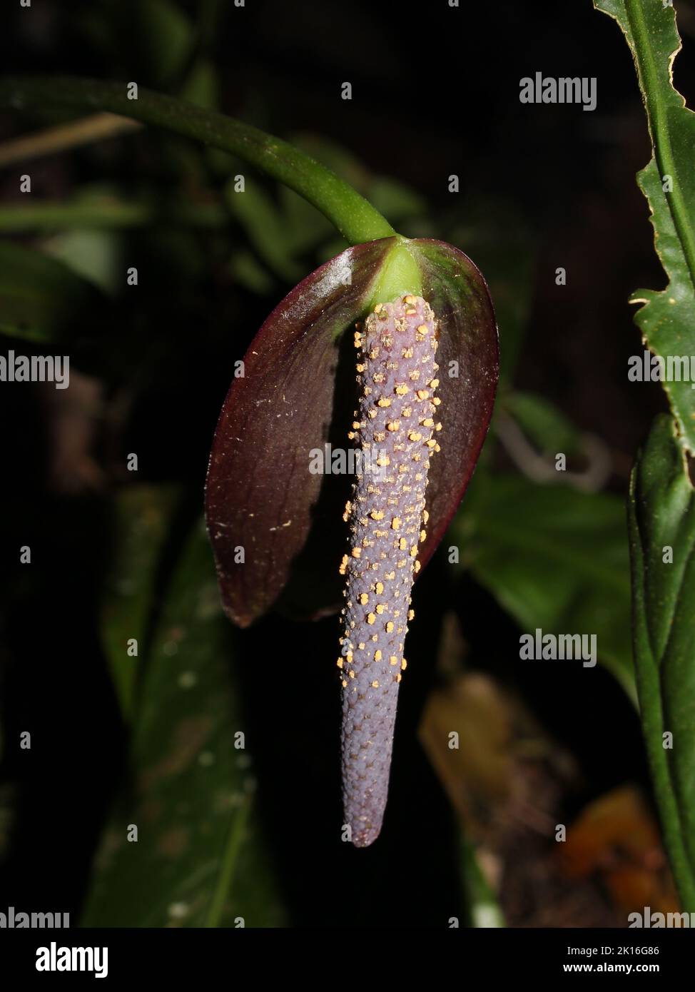 Inflorescence of wild aroid Anthurium protensum Stock Photo - Alamy
