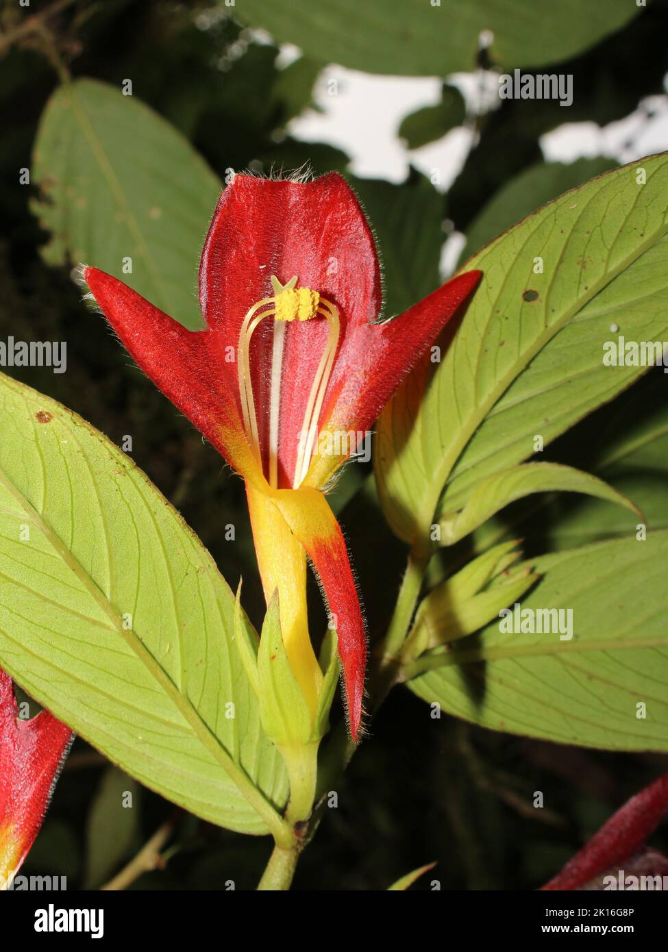 Columnea nicaraguensis hi-res stock photography and images - Alamy