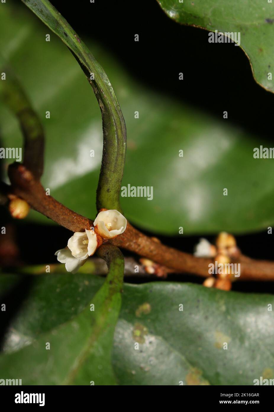 Pouteria reticulata hi-res stock photography and images - Alamy