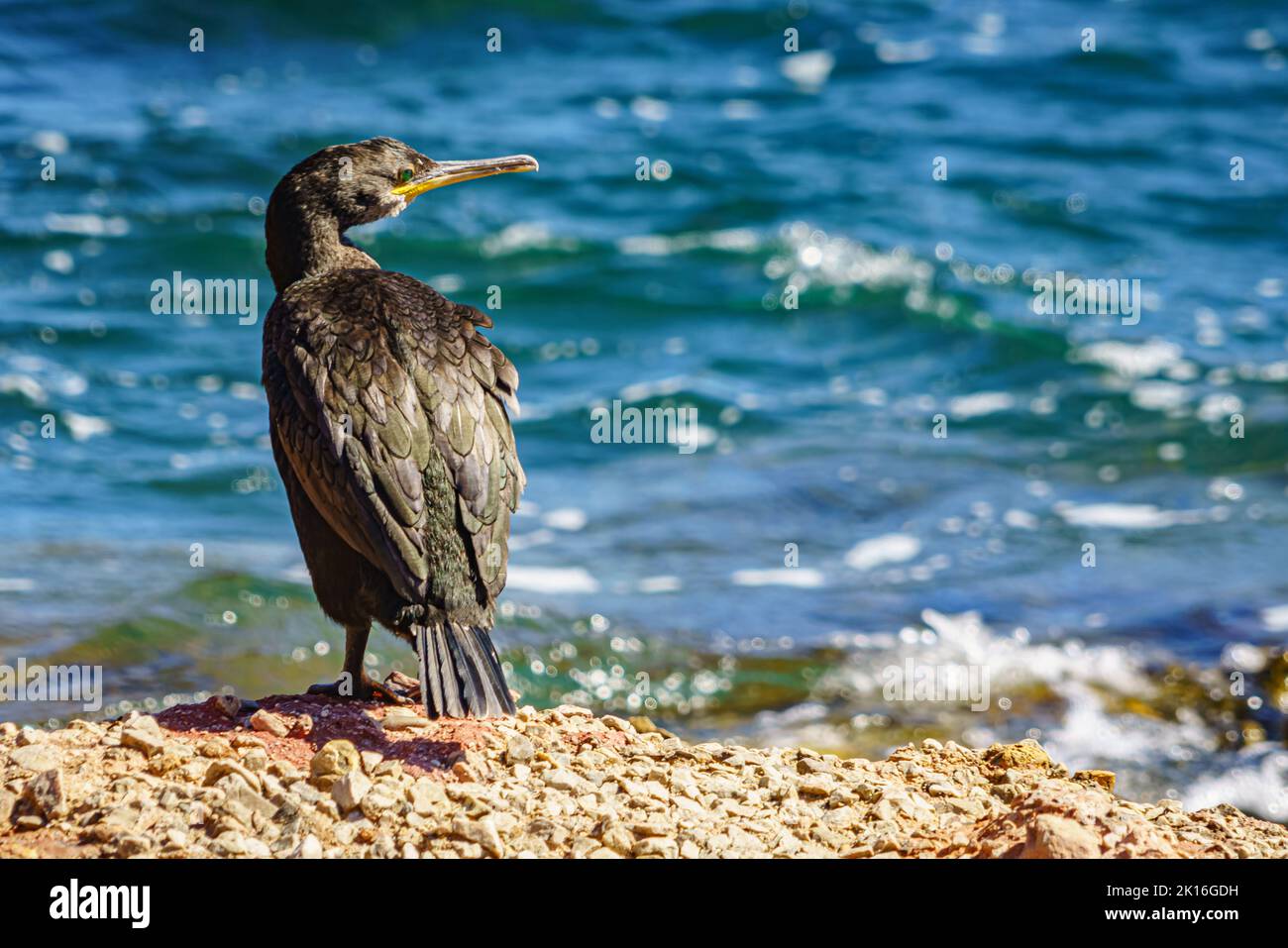 Minorca animal hi-res stock photography and images - Alamy