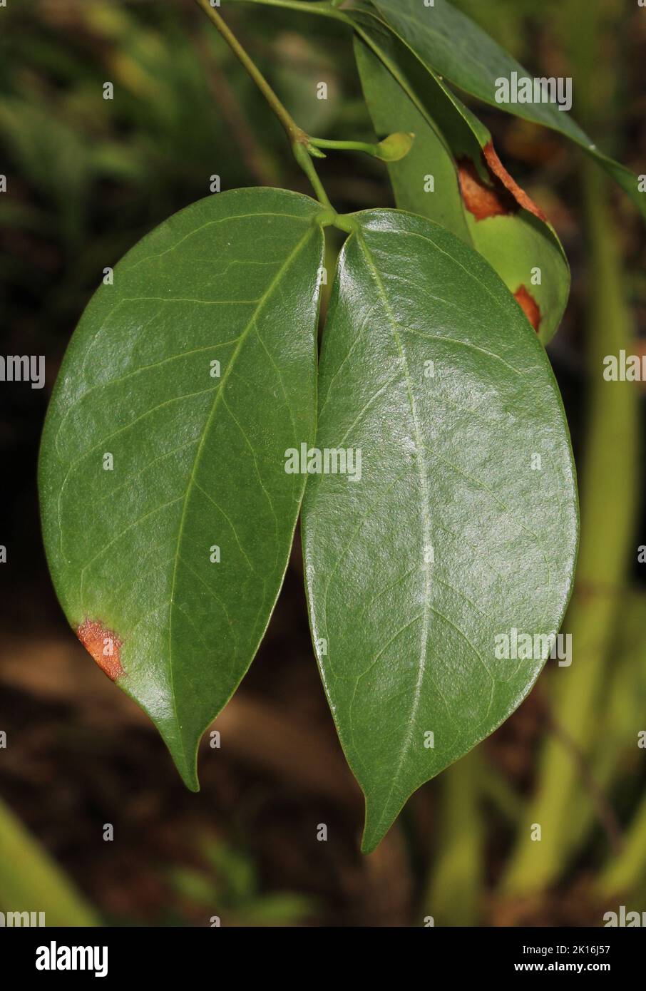 Bifoliate leaf hi-res stock photography and images - Alamy