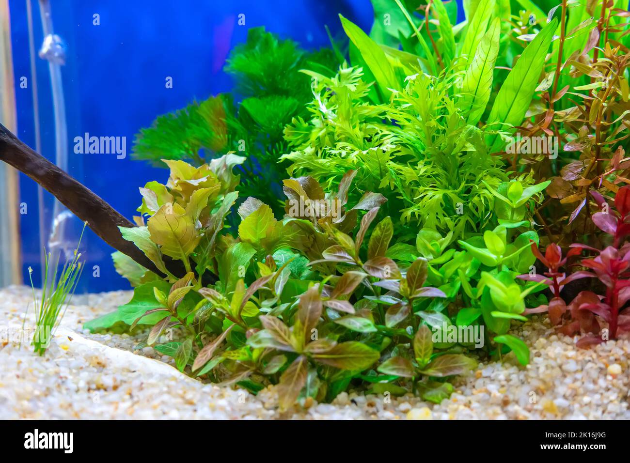 Underwater landscape nature forest style aquarium tank with a variety ...
