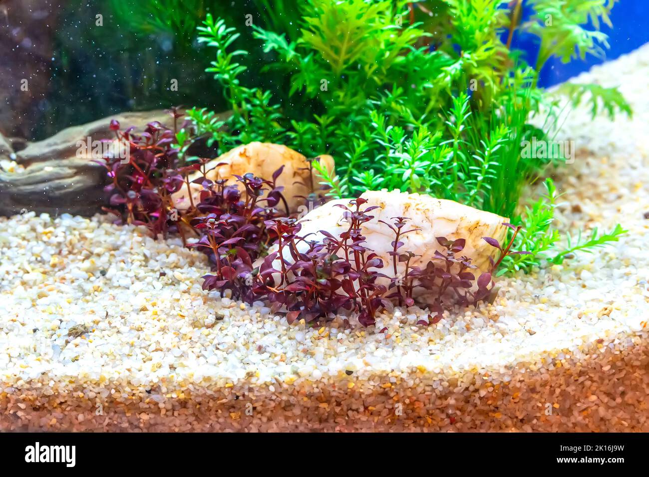 Underwater landscape nature forest style aquarium tank with a variety ...
