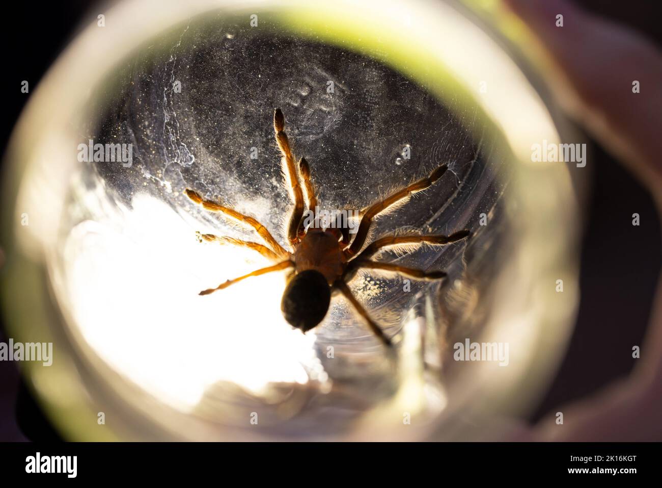 Large tarantula captured in a glass canning jar, hairy legs backlit by ...
